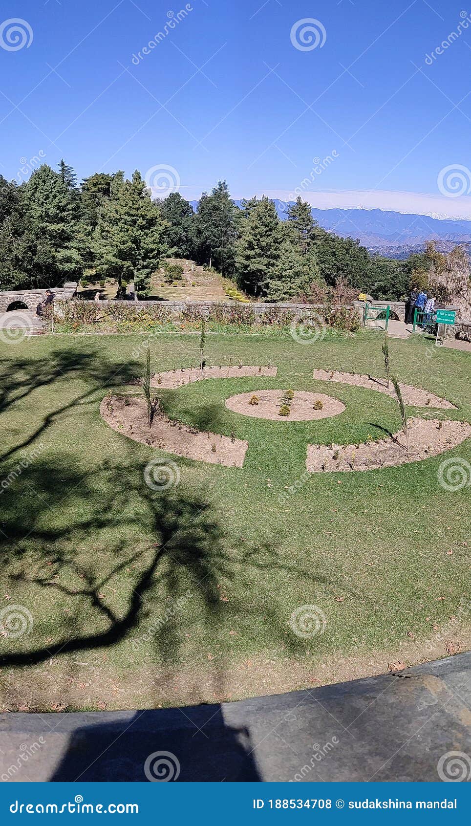 The Big Ground Amidst of Pine Tree Shimla Himachal Pradesh Stock Photo ...