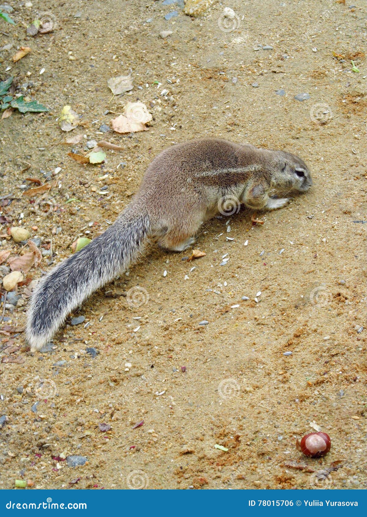 Big ground squirrel stock photo. Image of ecology, marmot - 78015706
