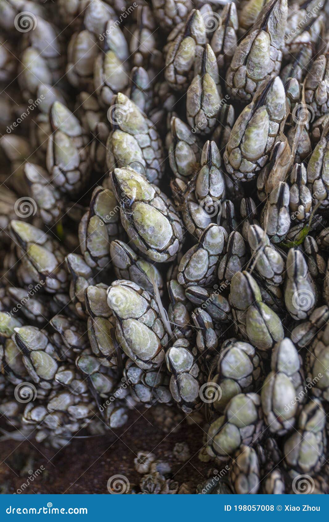 Barnacle in tide pool stock photo. Image of shell, environment - 198057008