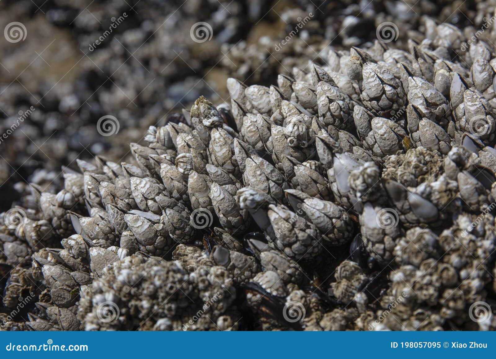 Barnacle in tide pool stock image. Image of group, abstract - 198057095