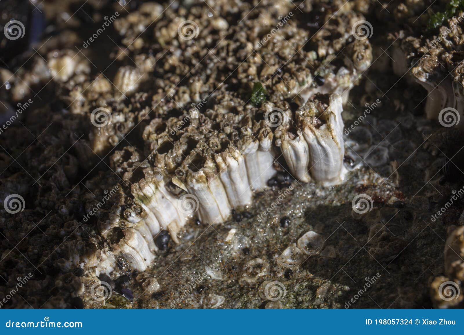 Barnacle in tide pool stock photo. Image of ground, sand - 198057324