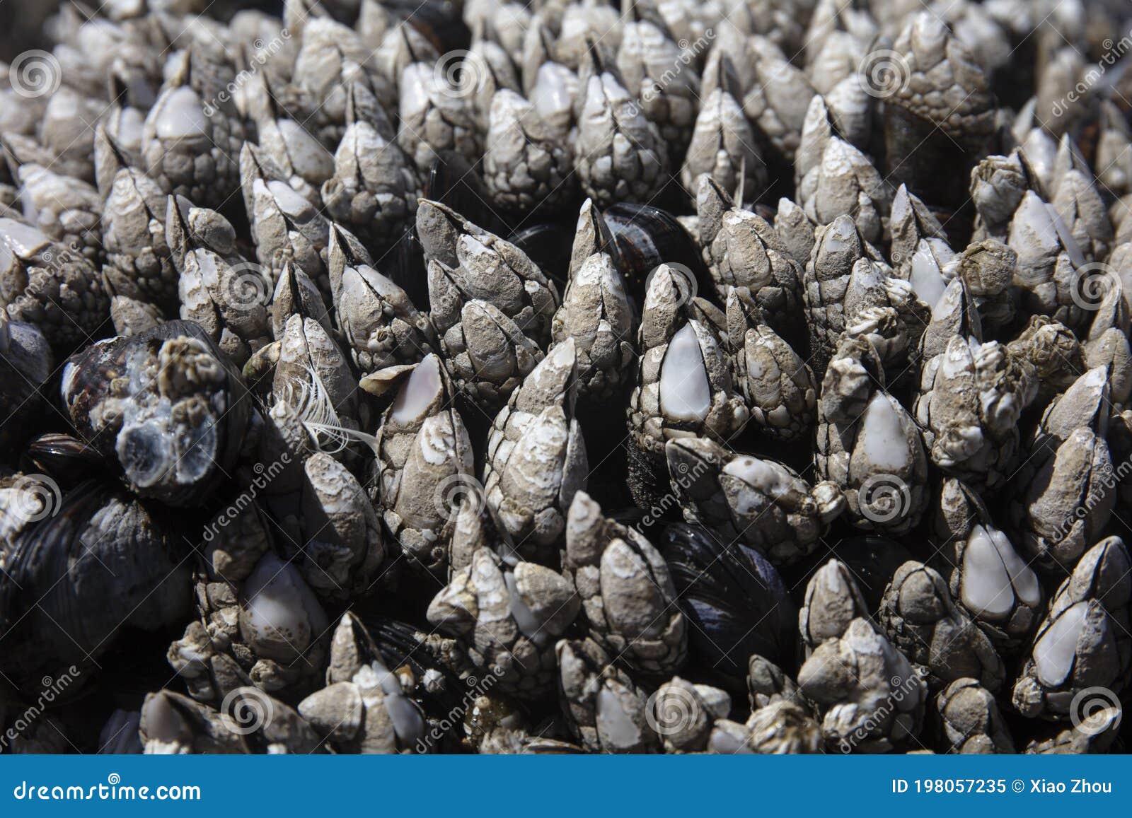 Barnacle in tide pool stock image. Image of brown, close - 198057235