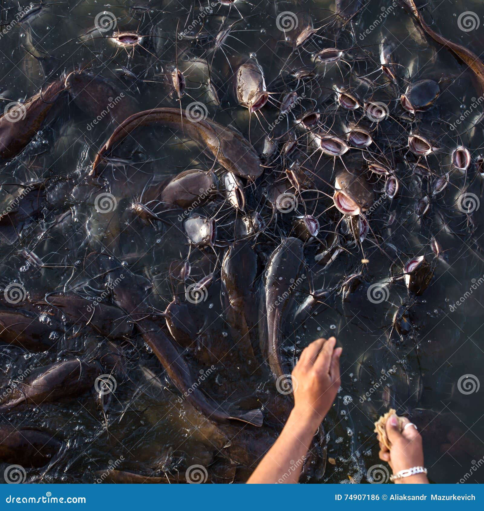 Big Group of Catfishes in the Pond Stock Photo - Image of feeding ...