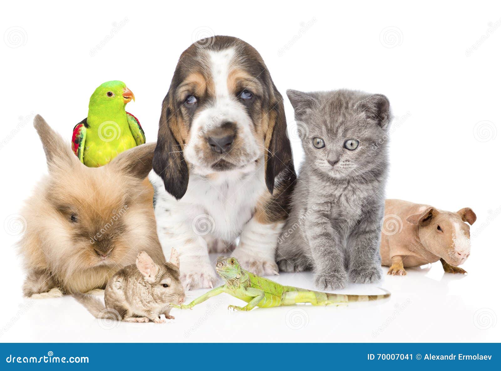 191,257 Cute Pets Background Stock Photos - Free & Royalty-Free Stock ...