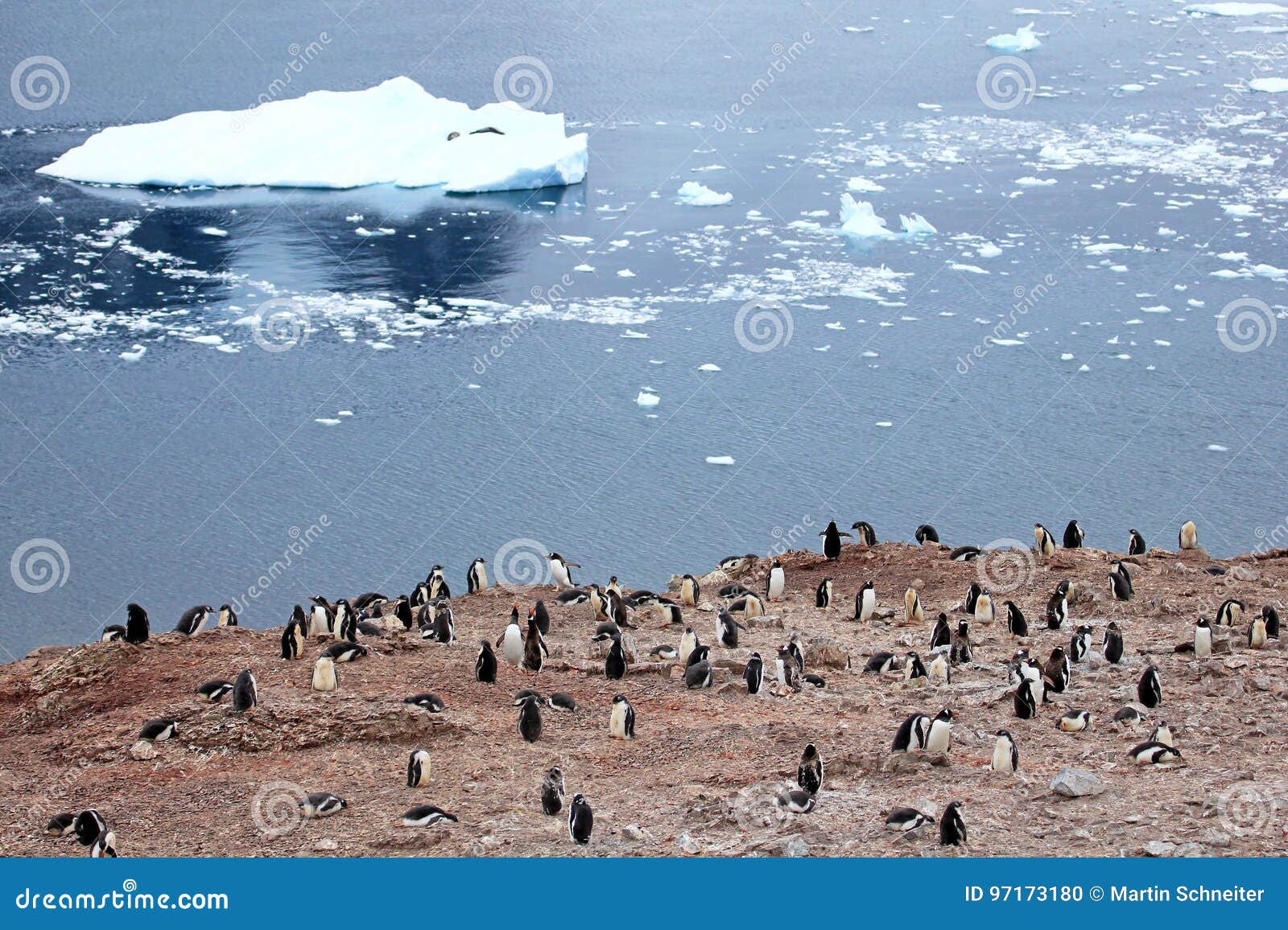 Big Group of Gentoo Penguins in Antarctic Peninsula Stock Photo - Image ...