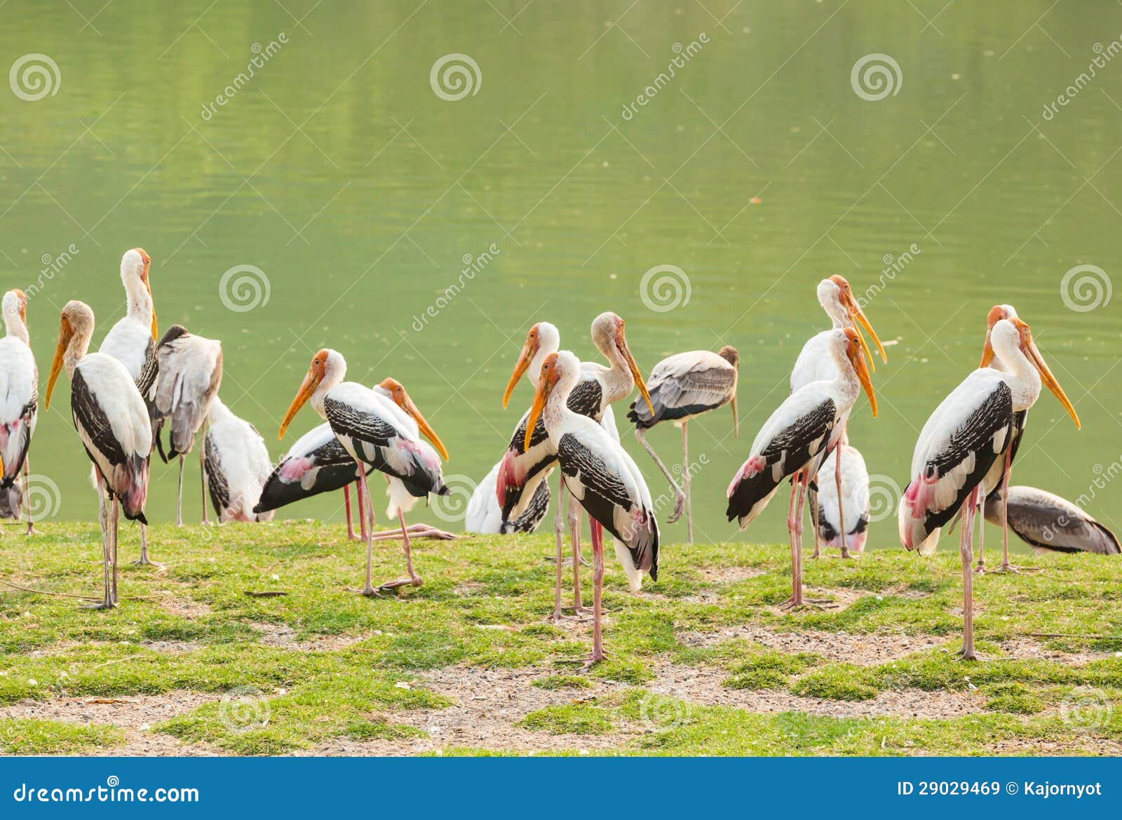 The Big Group of Painted Stork Stock Image - Image of branch, garden ...