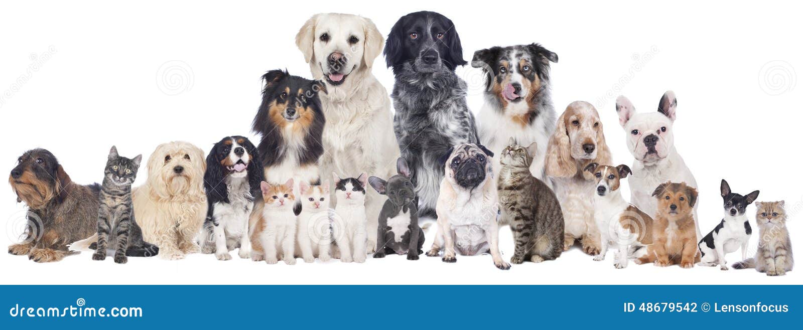 Big group of pets stock photo. Image of white, cocker - 48679542