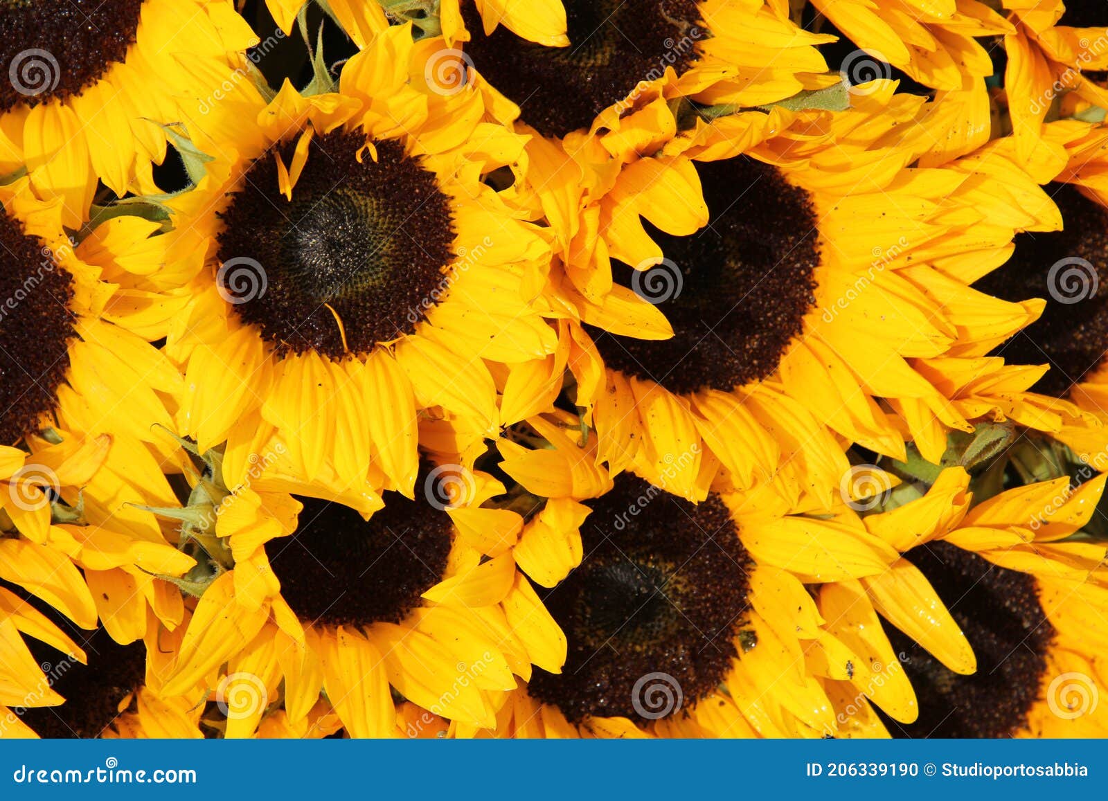 Big group of sunflowers stock photo. Image of sunflower - 206339190