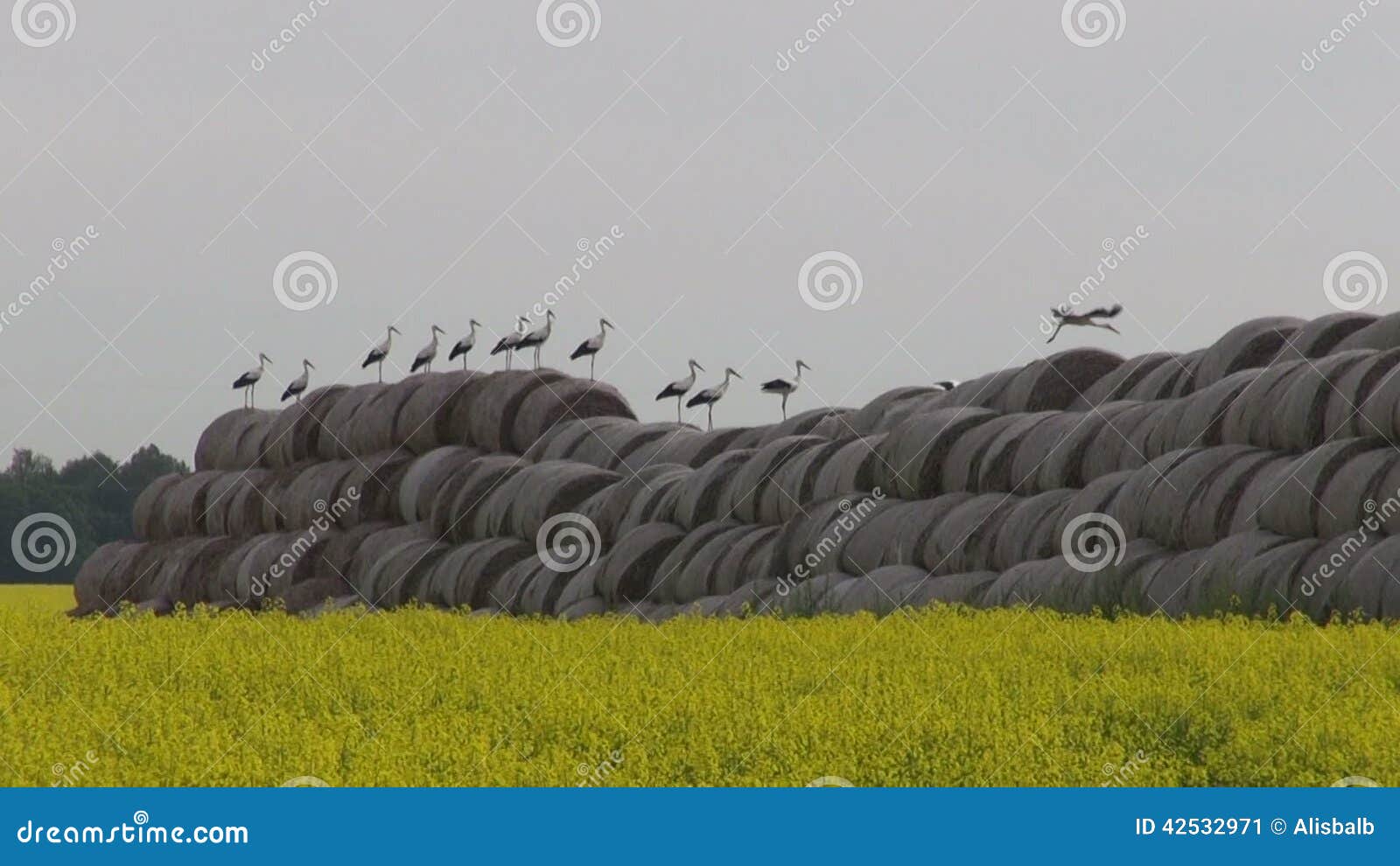 Big Group White Storks on Straw Bales and Rapeseed Field Stock Video ...