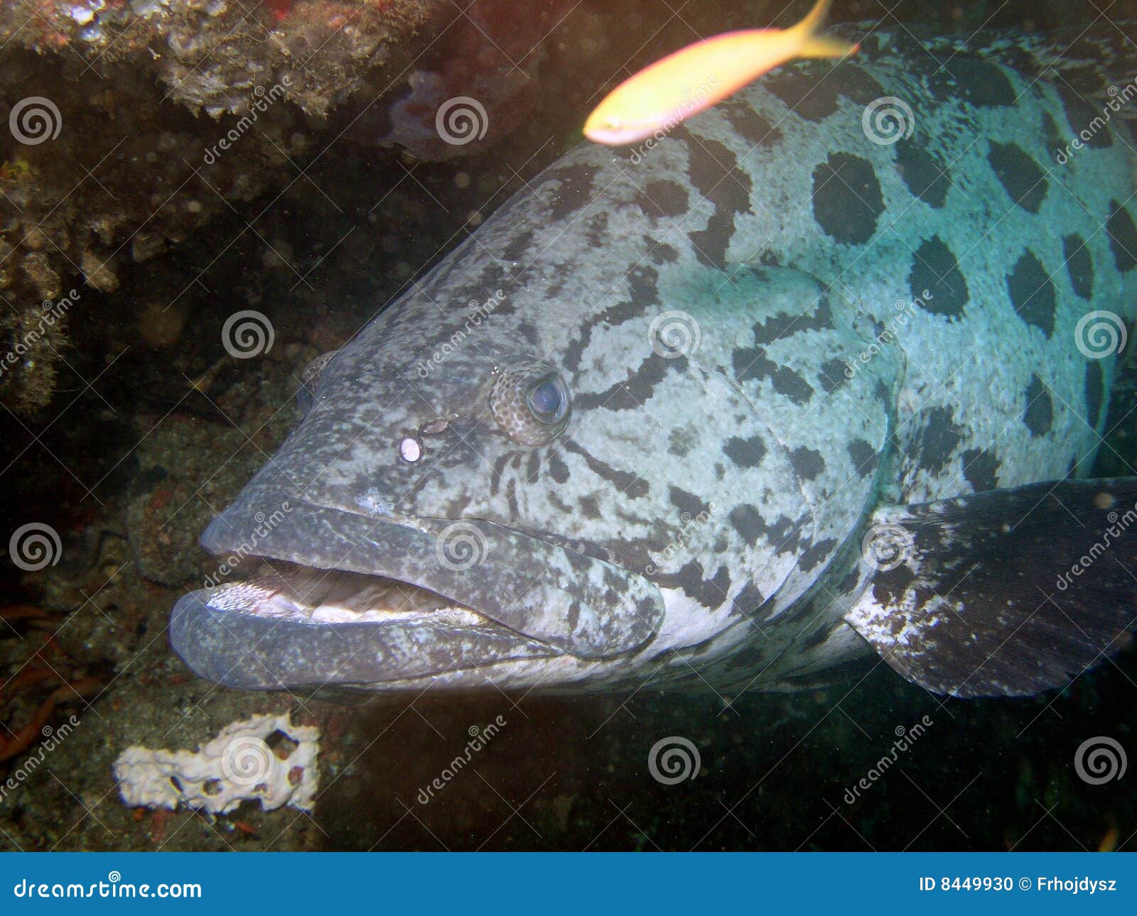 Big grouper stock photo. Image of exotic, vivid, water - 8449930