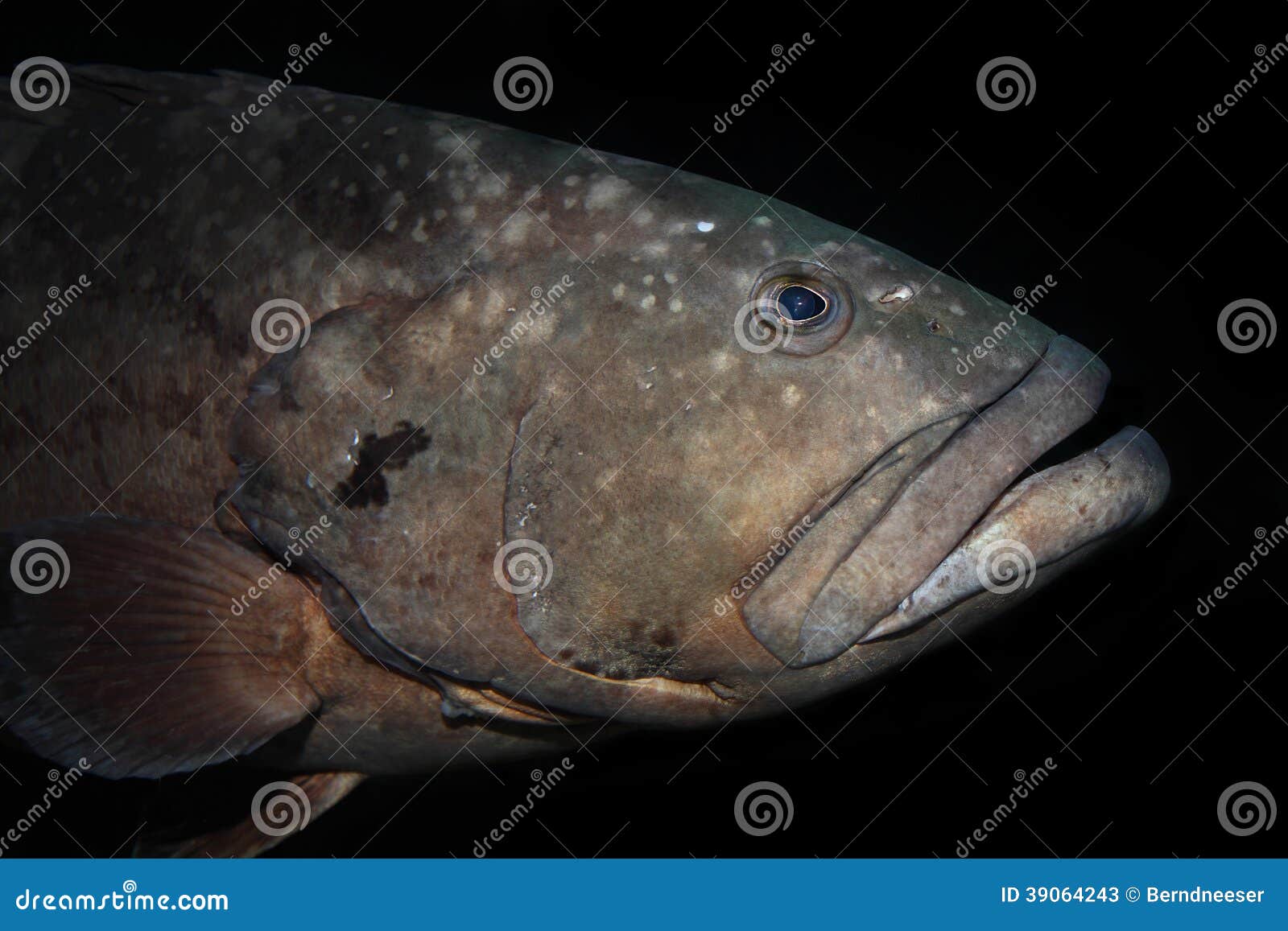 Big grouper stock image. Image of beneath, depth, fishing - 39064243