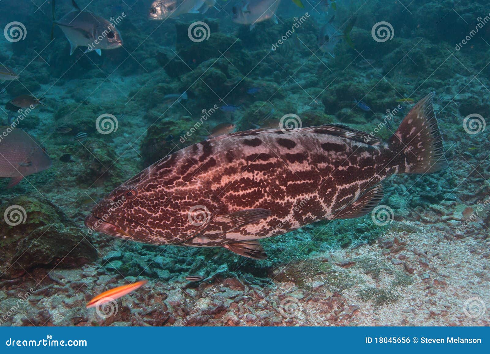 Big grouper fish stock photo. Image of water, salt, caribbean - 18045656