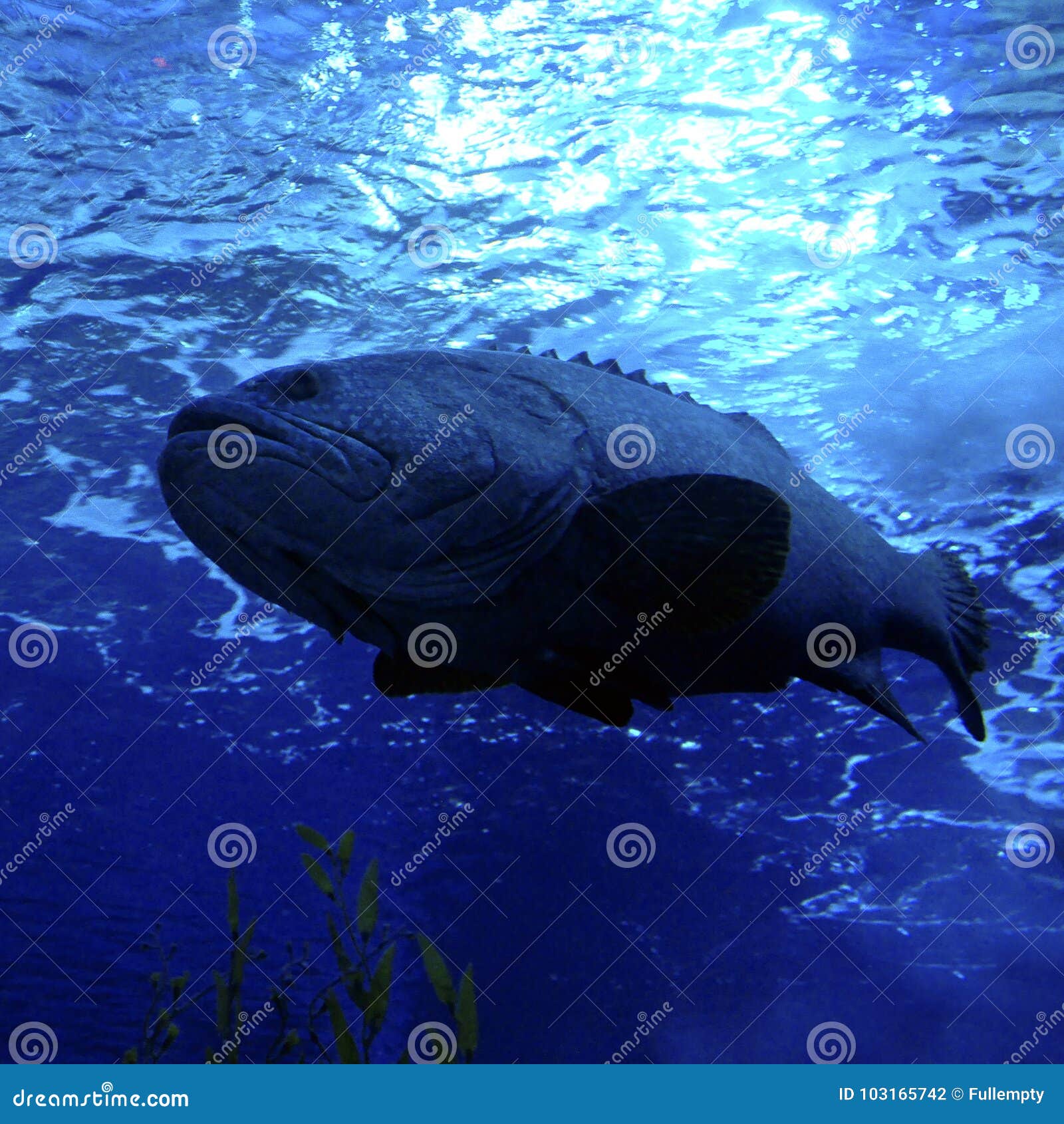 Big grouper fish stock photo. Image of ocean, wildlife - 103165742