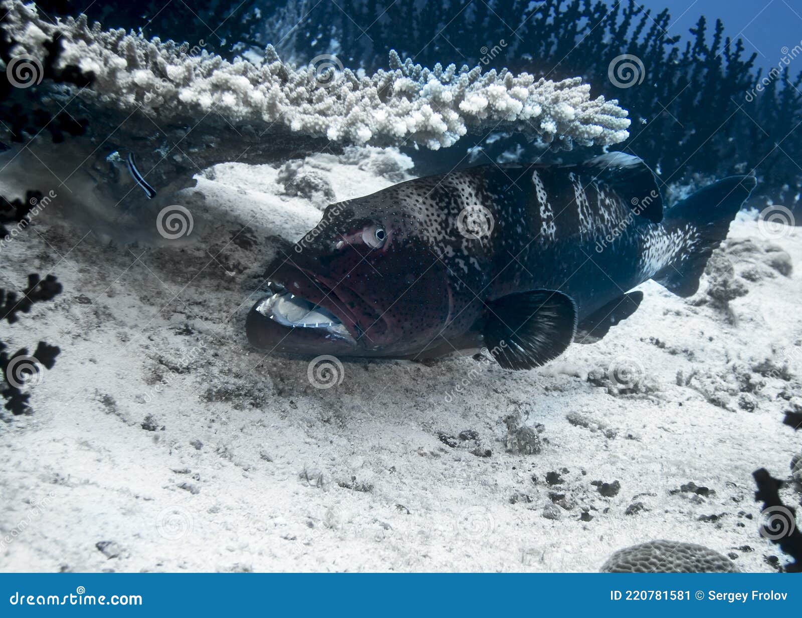 Big Grouper Fish on a Coral Reef in the Indian Ocean Stock Image ...
