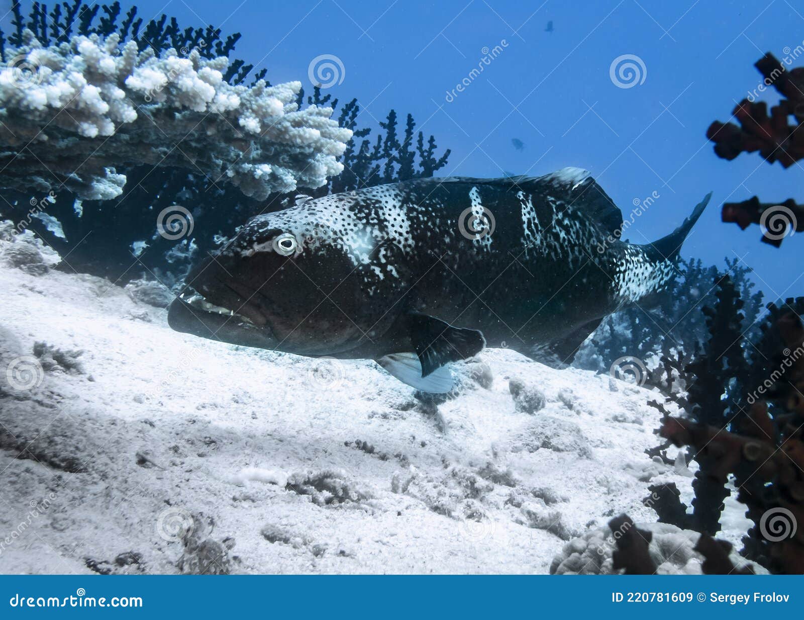 Big Grouper Fish on a Coral Reef in the Indian Ocean Stock Image ...