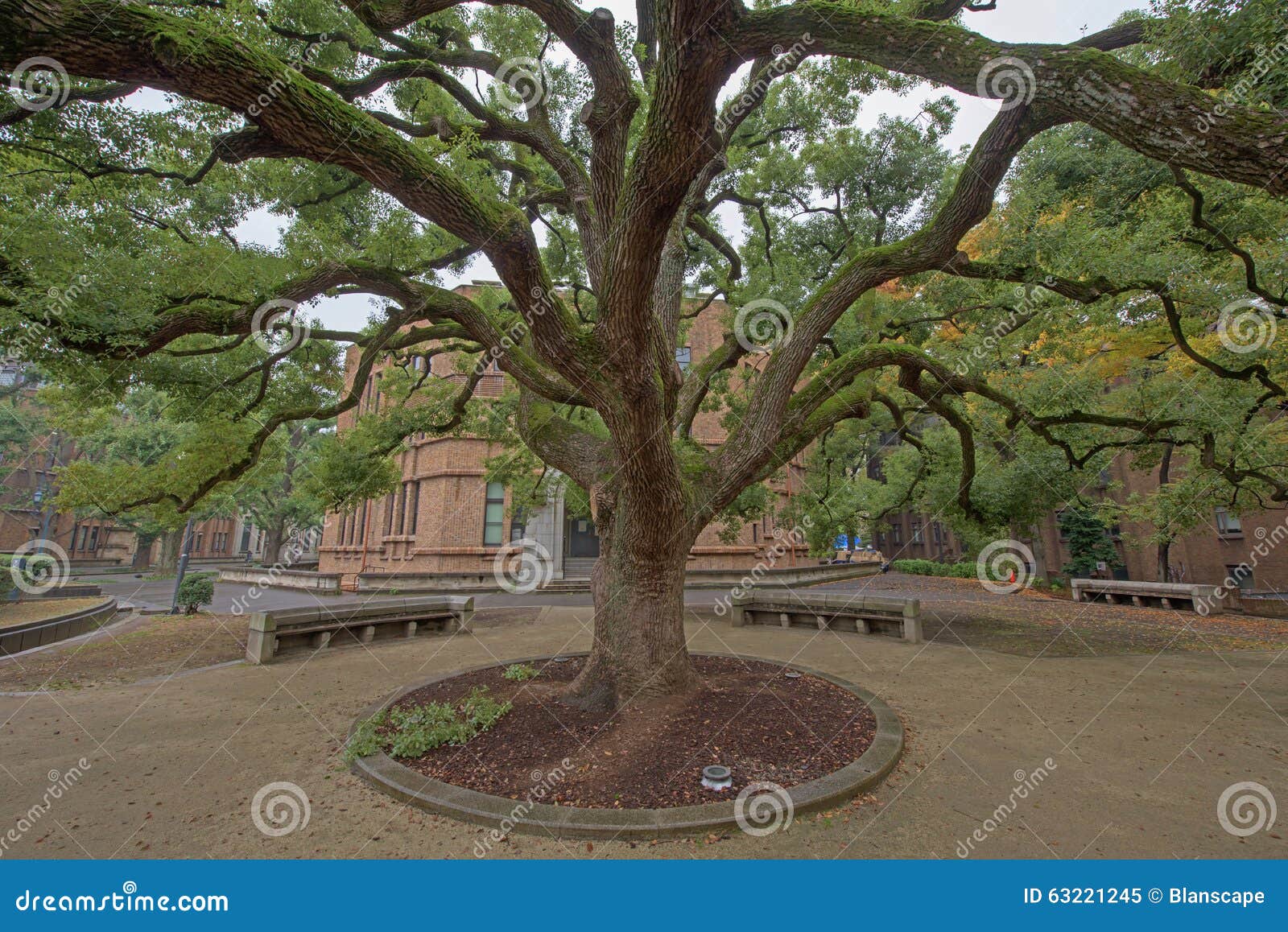 Big Growing Tree at University of Tokyo Stock Image - Image of centre ...