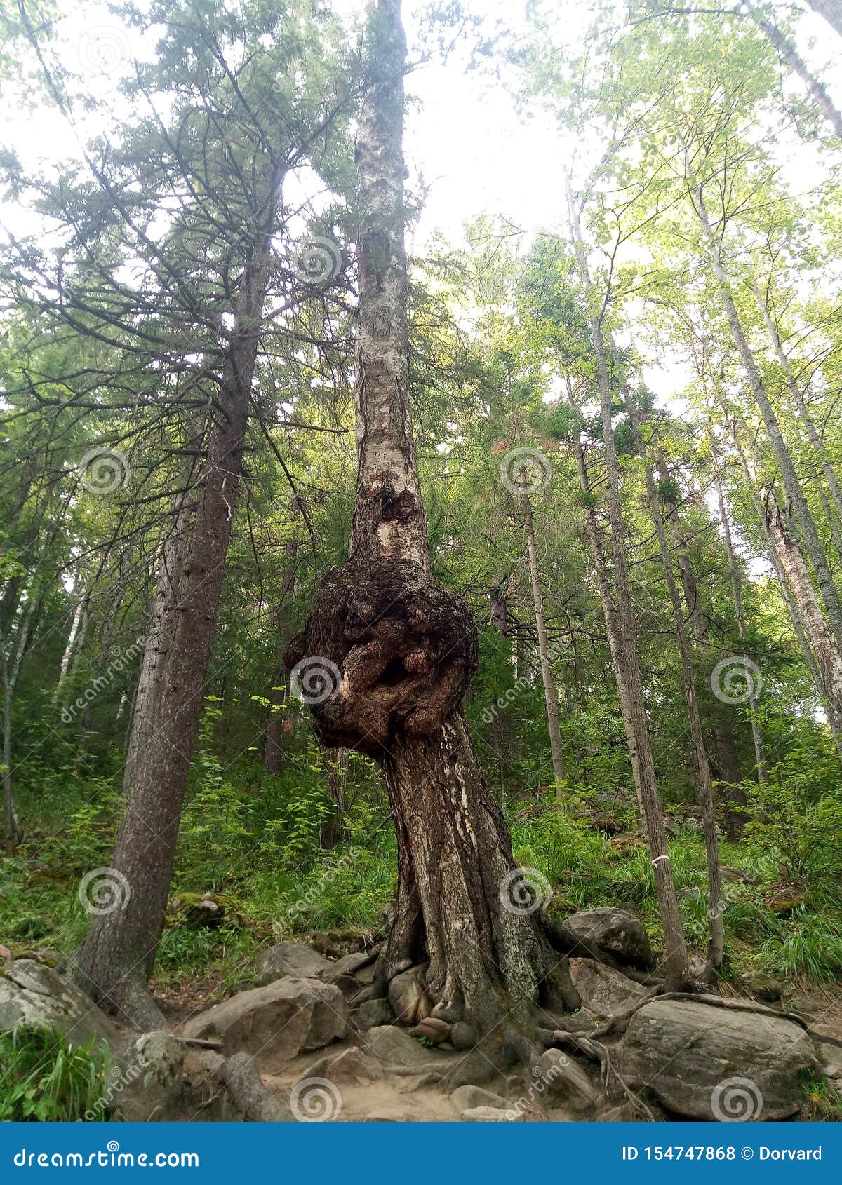 Big growth on a tree stock photo. Image of round, species - 154747868