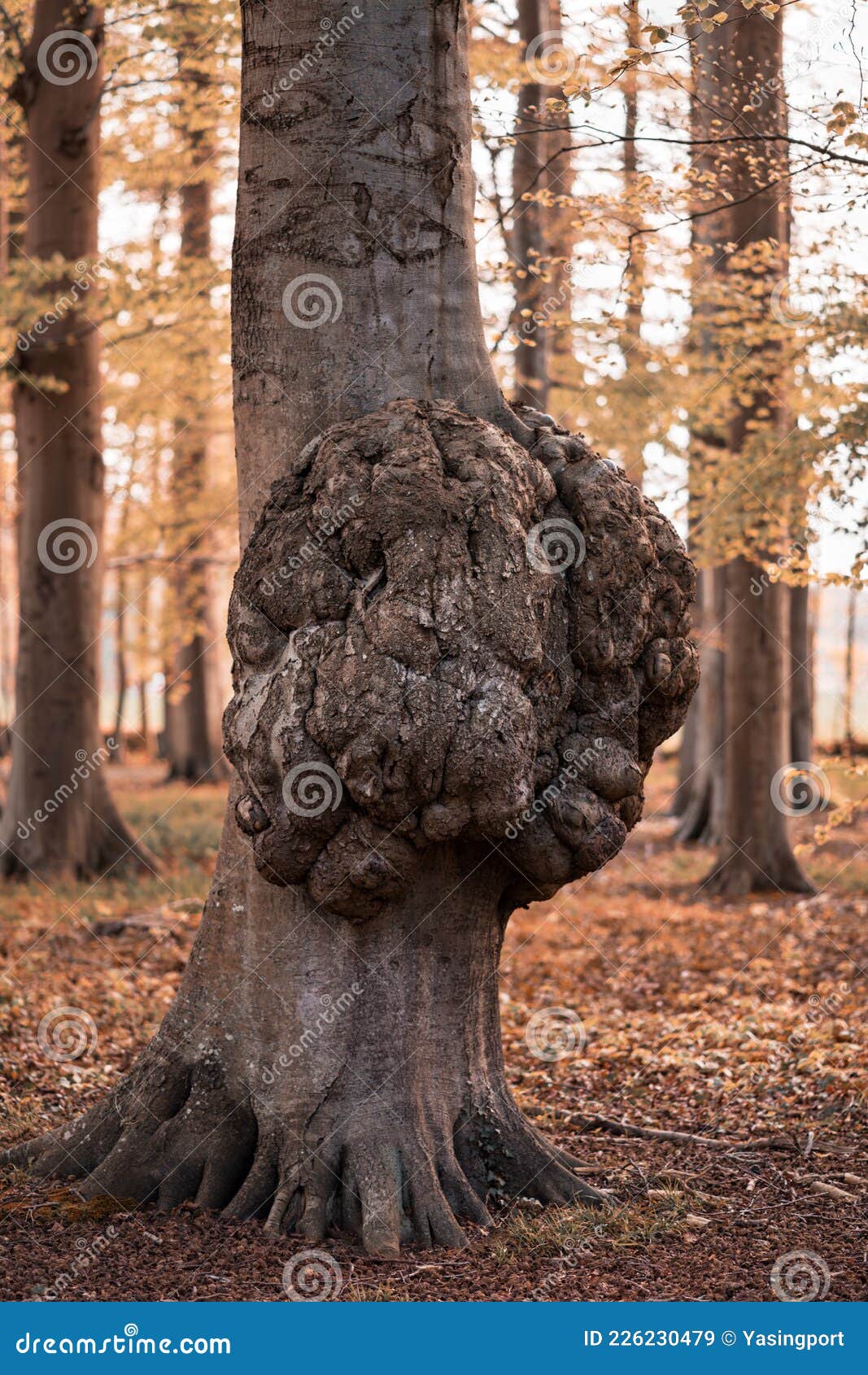 Big Growth on a Tree Trunk Disease of a Tree Bark Stock Image - Image ...