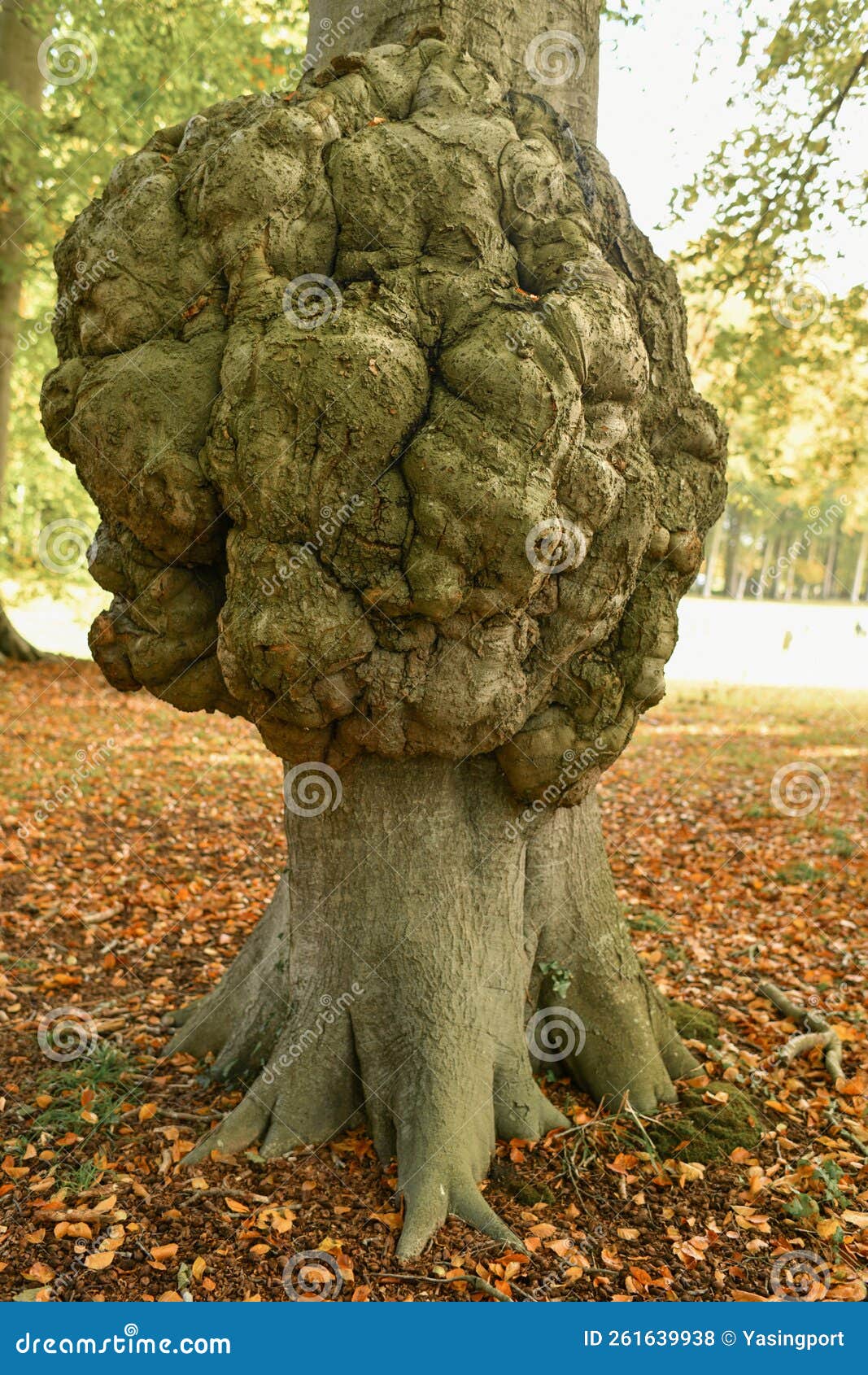 Big Growth on a Tree Trunk Disease of a Tree Bark Stock Photo - Image ...