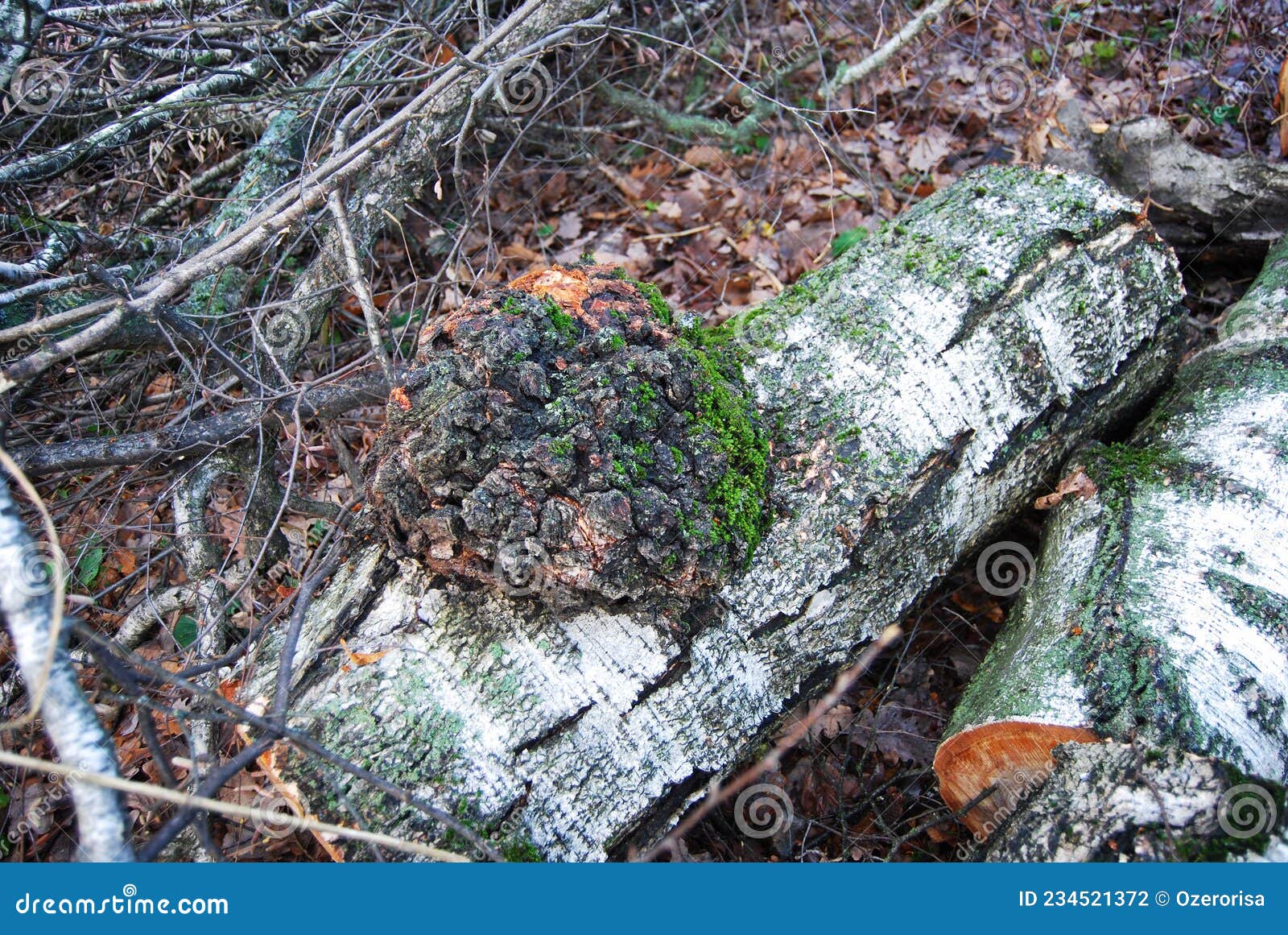 Big Growth on a Tree Trunk. Disease of a Tree Bark Cap. a Natural ...