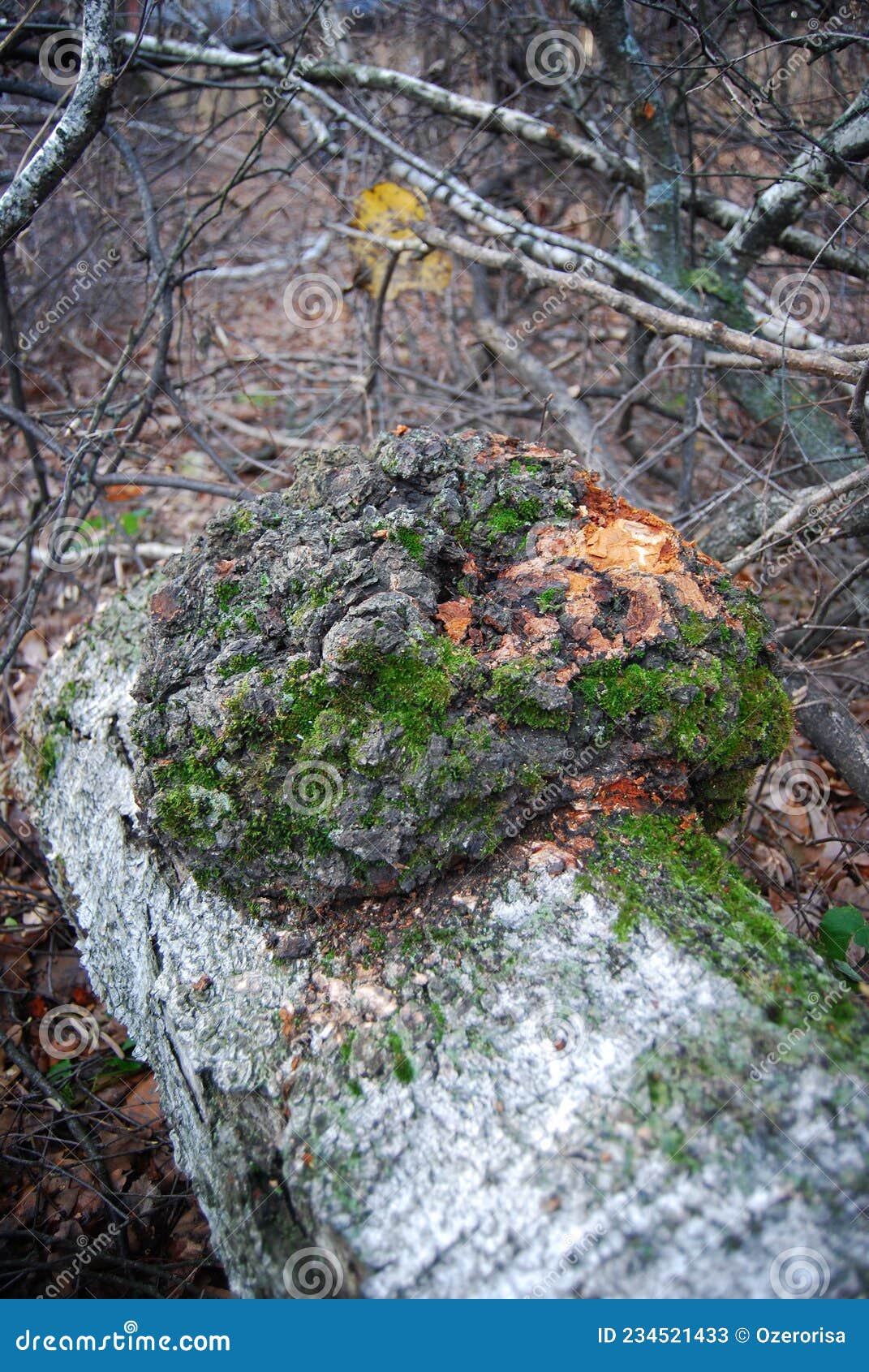 Big Growth on a Tree Trunk. Disease of a Tree Bark Cap. a Natural ...