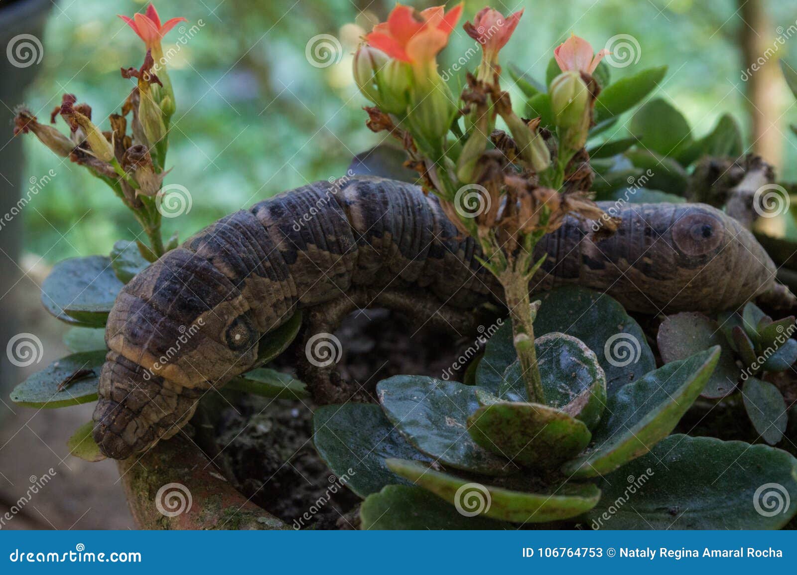 Big grub of butterfly stock image. Image of floral, flower - 106764753