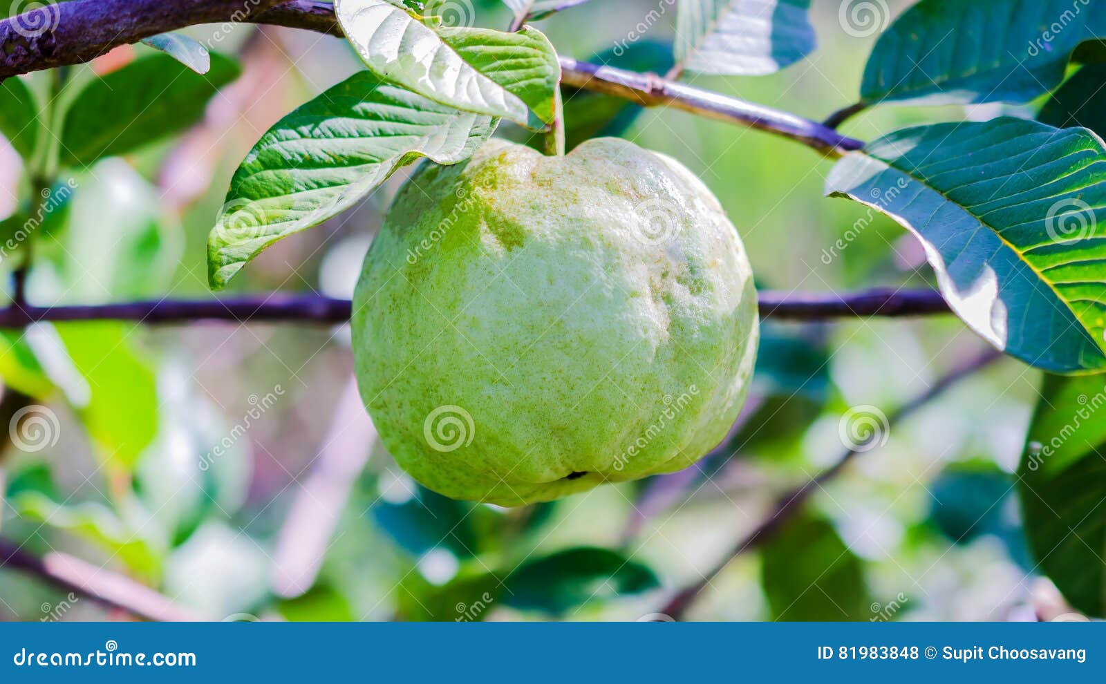 Big guava on tree in farm stock photo. Image of nature - 81983848