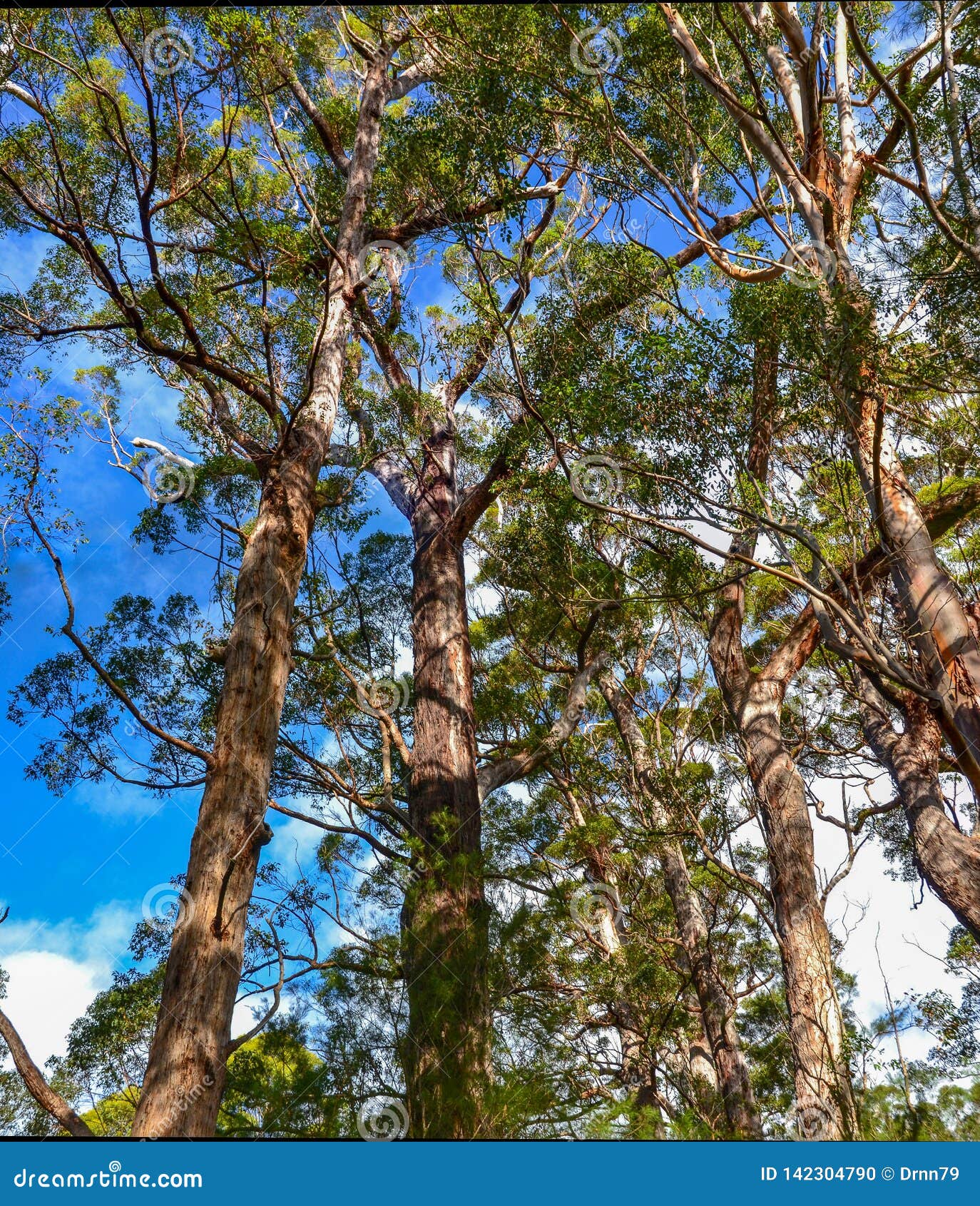 Big Gum Tree in South Western Australia Stock Photo - Image of isolated ...