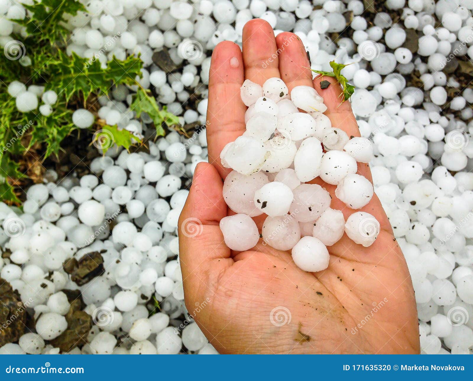 Big Hailstones in the Hand with Hailstones in Background Stock Photo ...