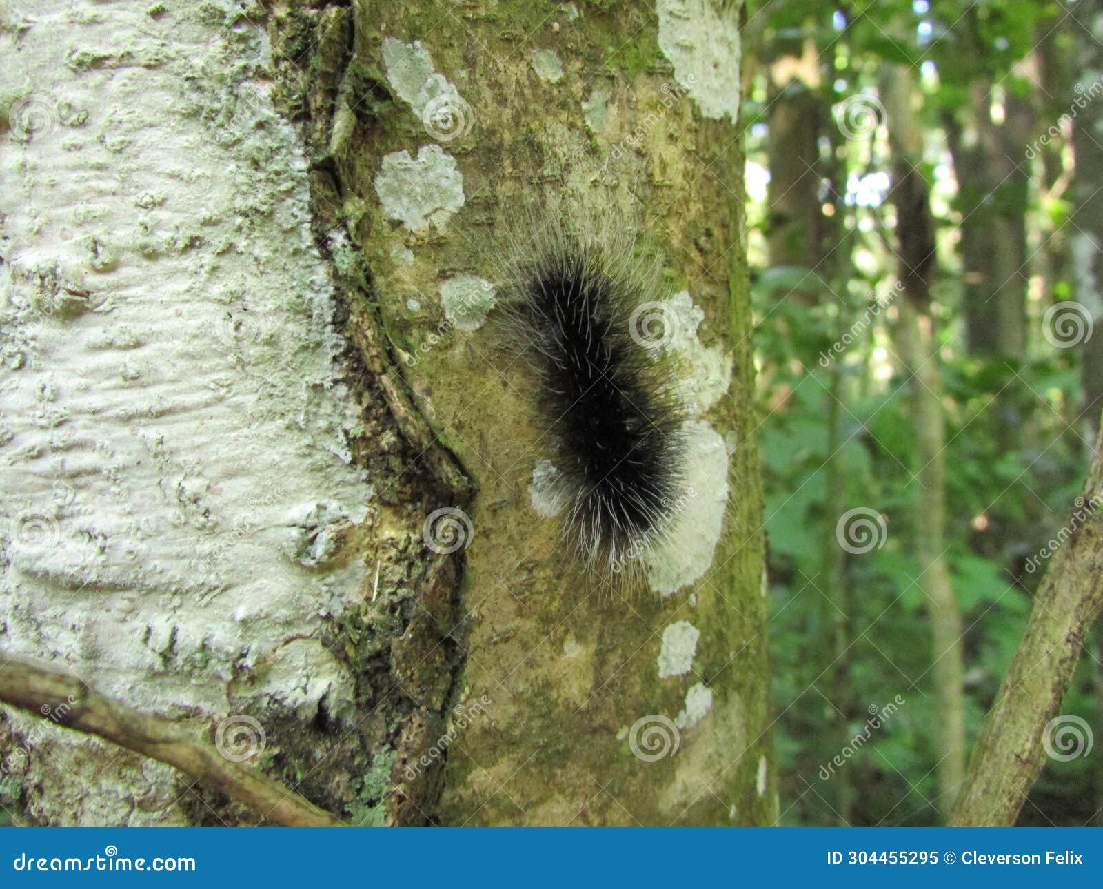 A Big Hairy Caterpillar On A Tree Trunk Stock Image Image Of Outdoor