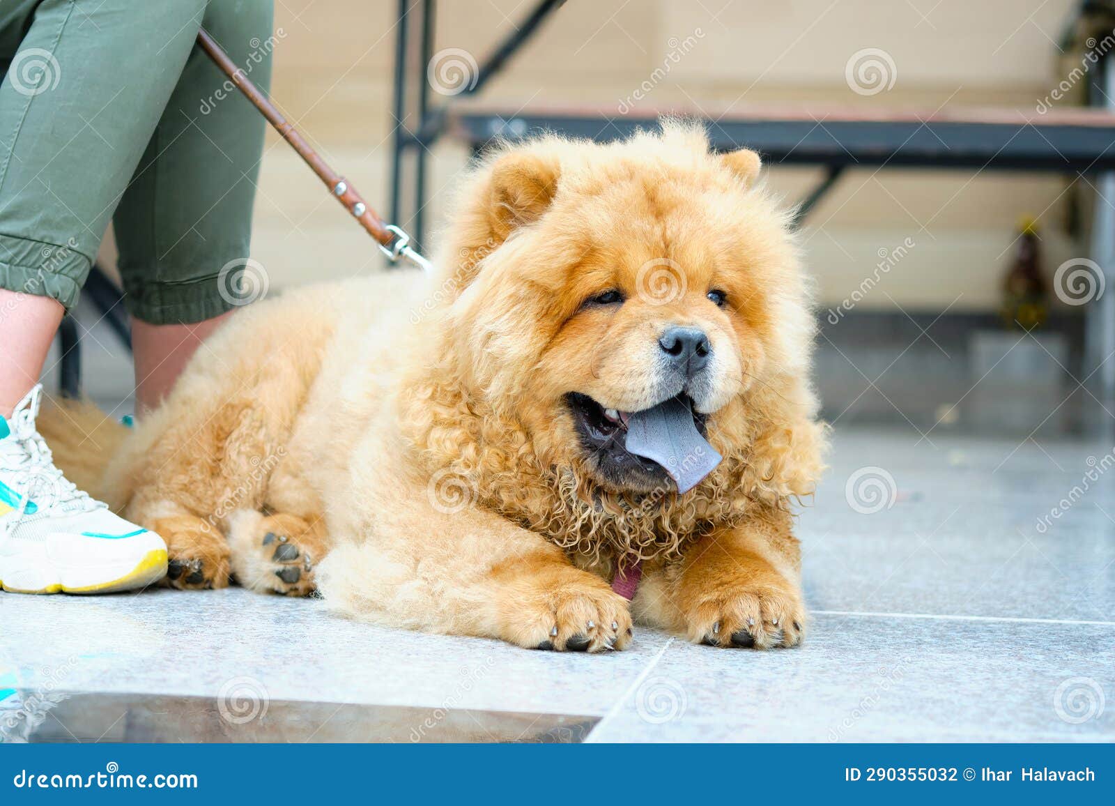 Big Hairy Dog Breed Chow Chow Close-up Lying Stock Photo - Image of ...