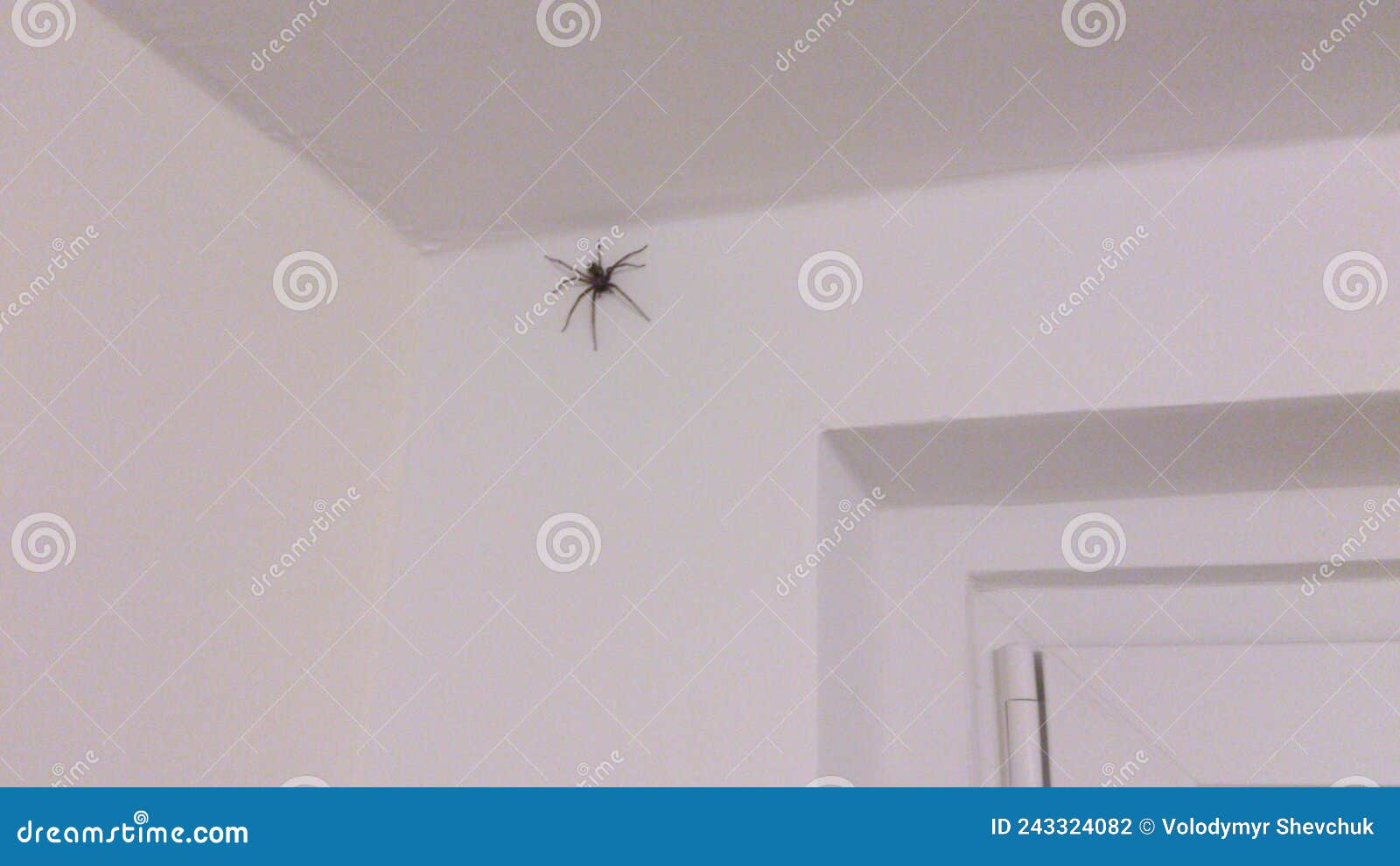 Hairy Wall Crab Spider Looking Selenops Radiatus Royalty-Free Stock ...