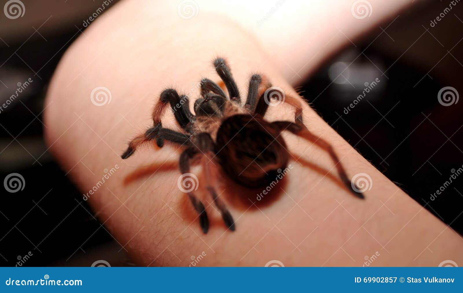 Big hairy spider stock image. Image of hairy, arthropod - 69902857