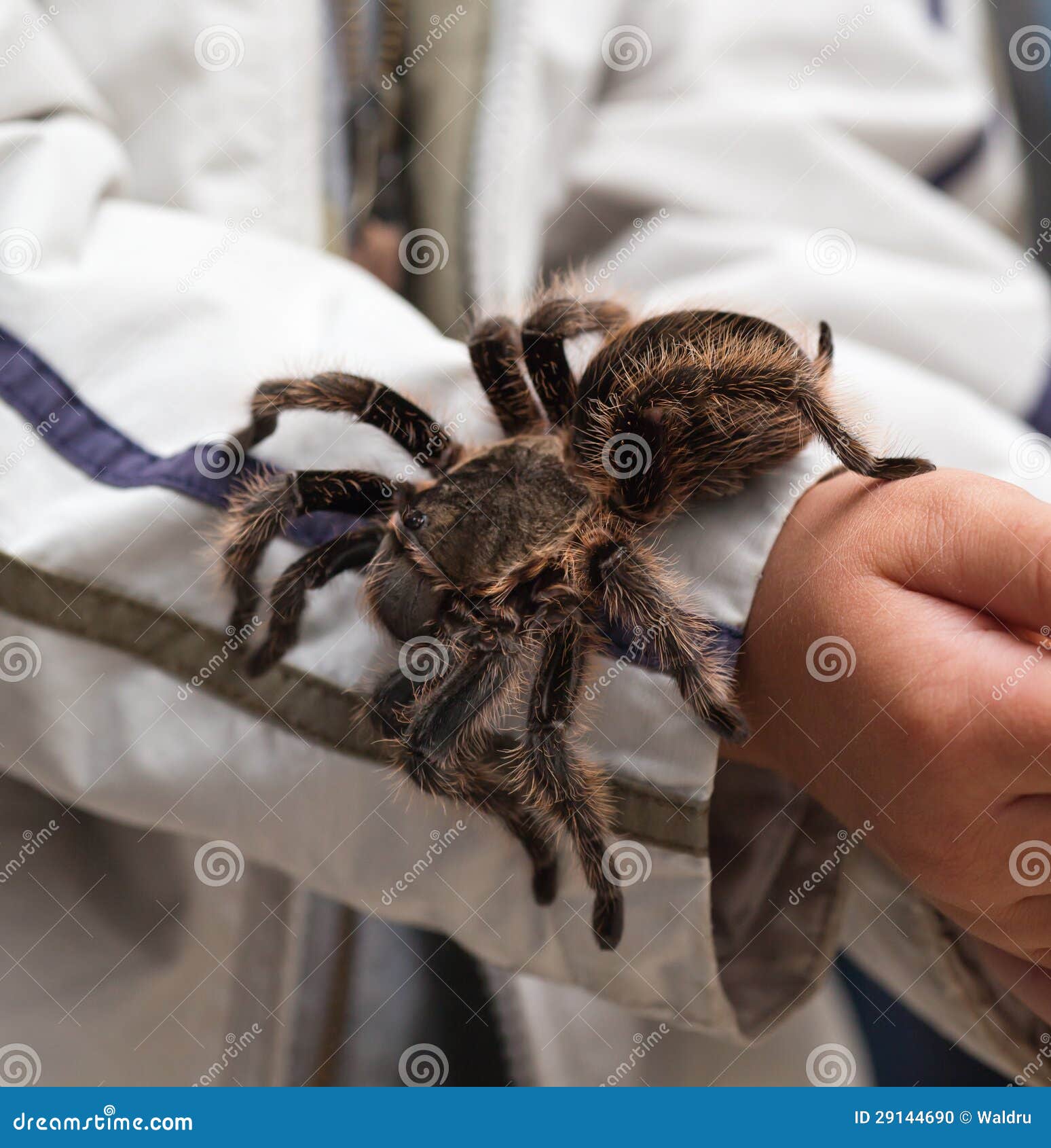 Big Hairy Tarantula Theraphosidae Isolated On Black Background Royalty ...