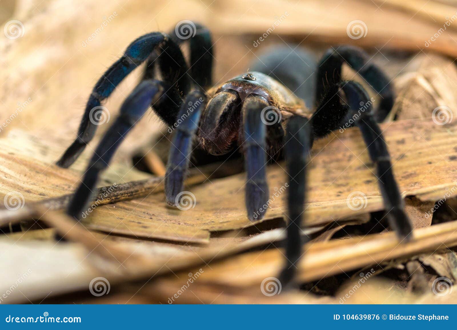 Tarentula Stock Photos - Free & Royalty-Free Stock Photos from Dreamstime