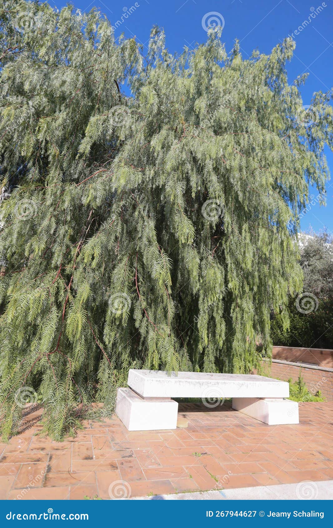 Big Hanging Green Tree with a Bench Stock Image - Image of green, italy ...