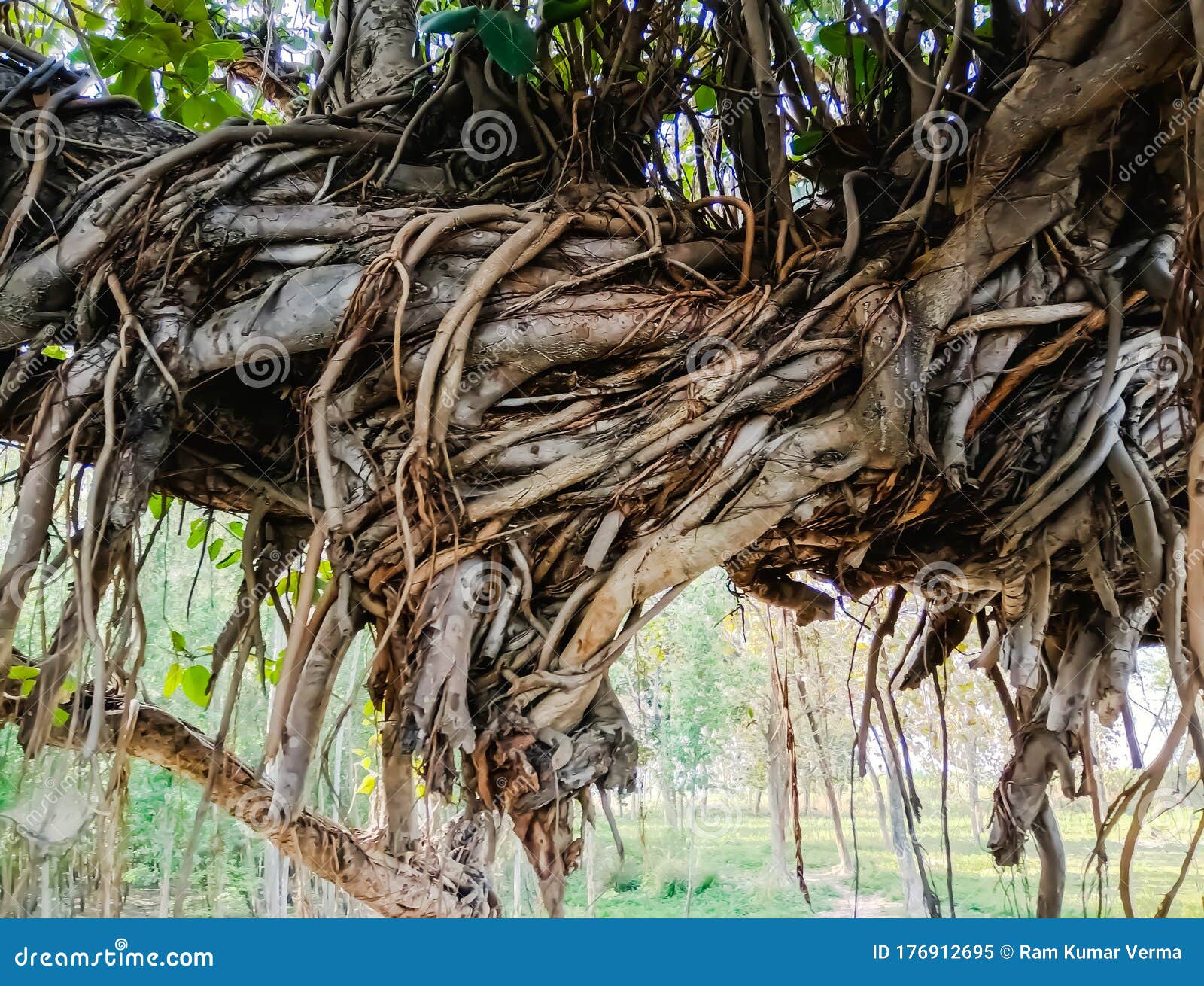Banyan Tree Hanging Roots