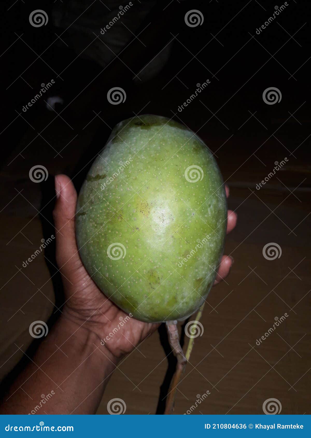 A Big Hapus Mango at Kolhapur Stock Photo - Image of mango, kolhapur ...