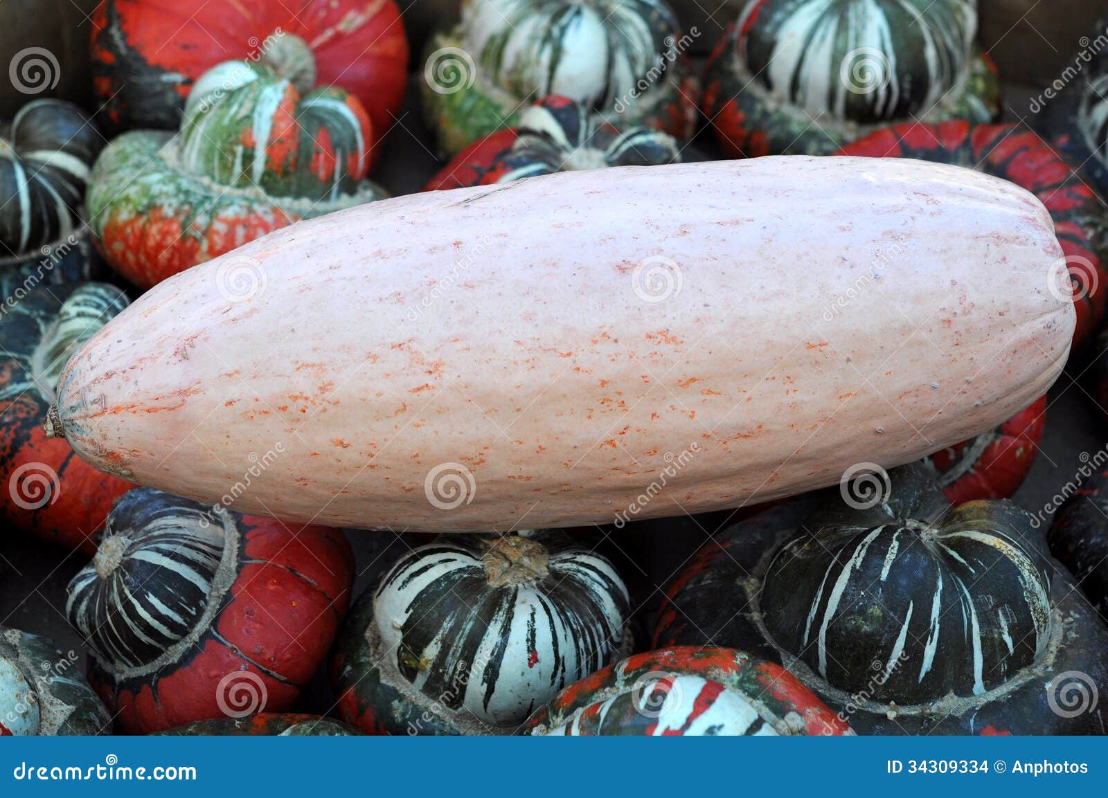 Big hard squash stock photo. Image of pile, nature, heap - 34309334