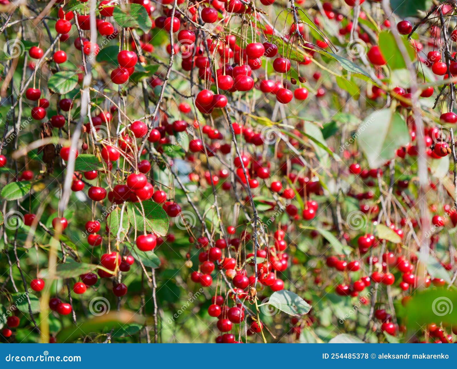 Big Harvest of Red Ripe Cherries on the Tree Stock Photo - Image of ...