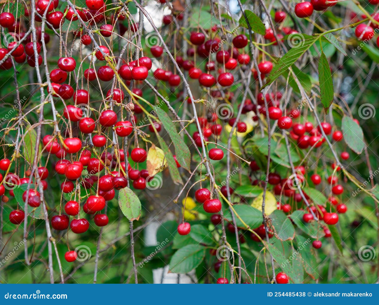 Big Harvest of Red Ripe Cherries on the Tree Stock Photo - Image of ...