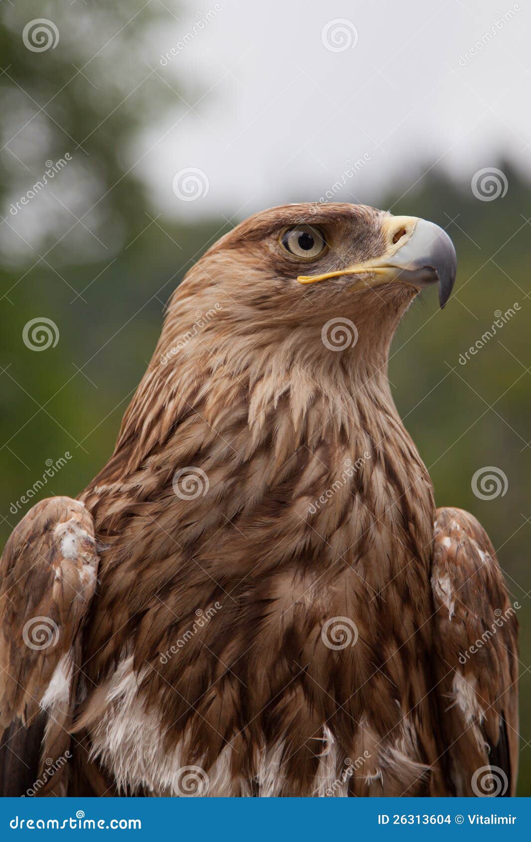 Big Hawk stock photo. Image of animal, hawk, huge, hunting - 26313604
