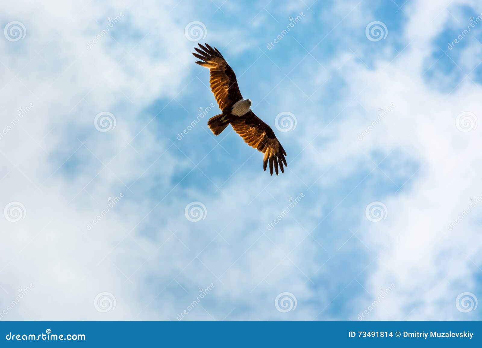 Big hawk in the sky stock photo. Image of travel, tioman - 73491814