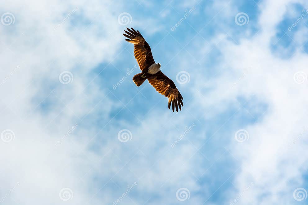 Big hawk in the sky stock photo. Image of travel, tioman - 73491814