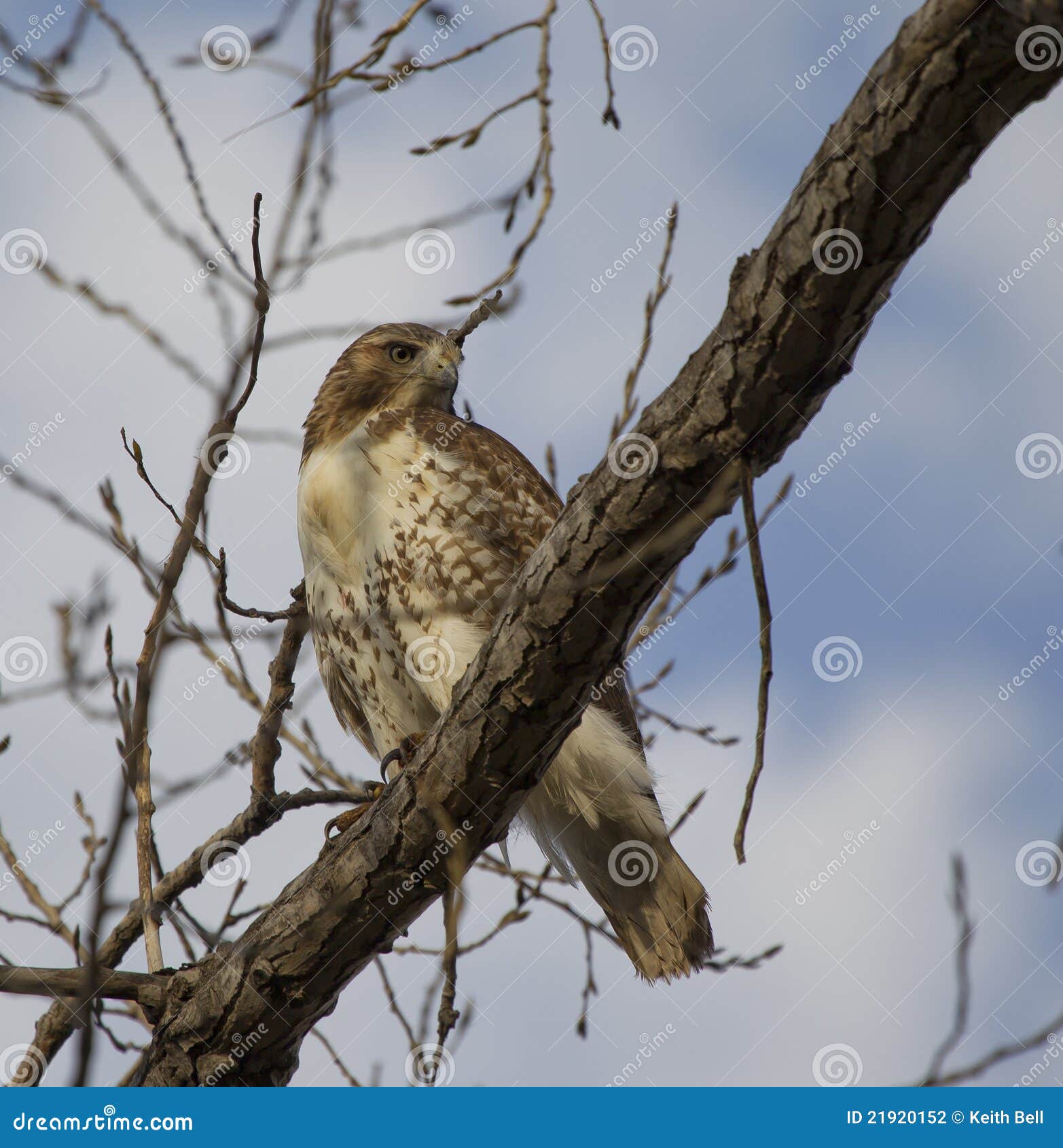 A Big Hawk on a Tree Branch Stock Photo - Image of eyes, beak: 21920152