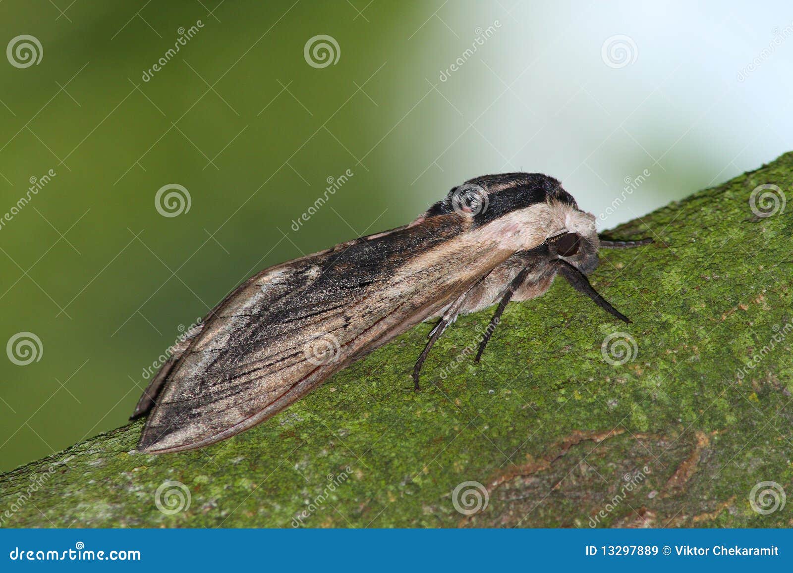 Big Hawkmoth (Sphinx Ligustri) Stock Image - Image of butterfly, insect ...