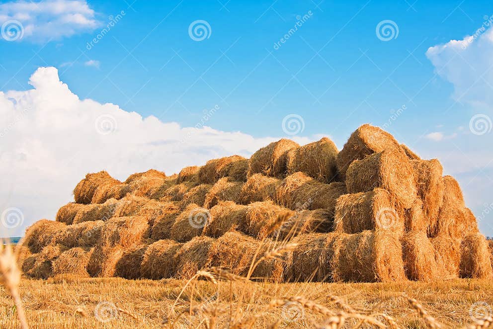 Big haystack at field stock photo. Image of agriculture - 18261306
