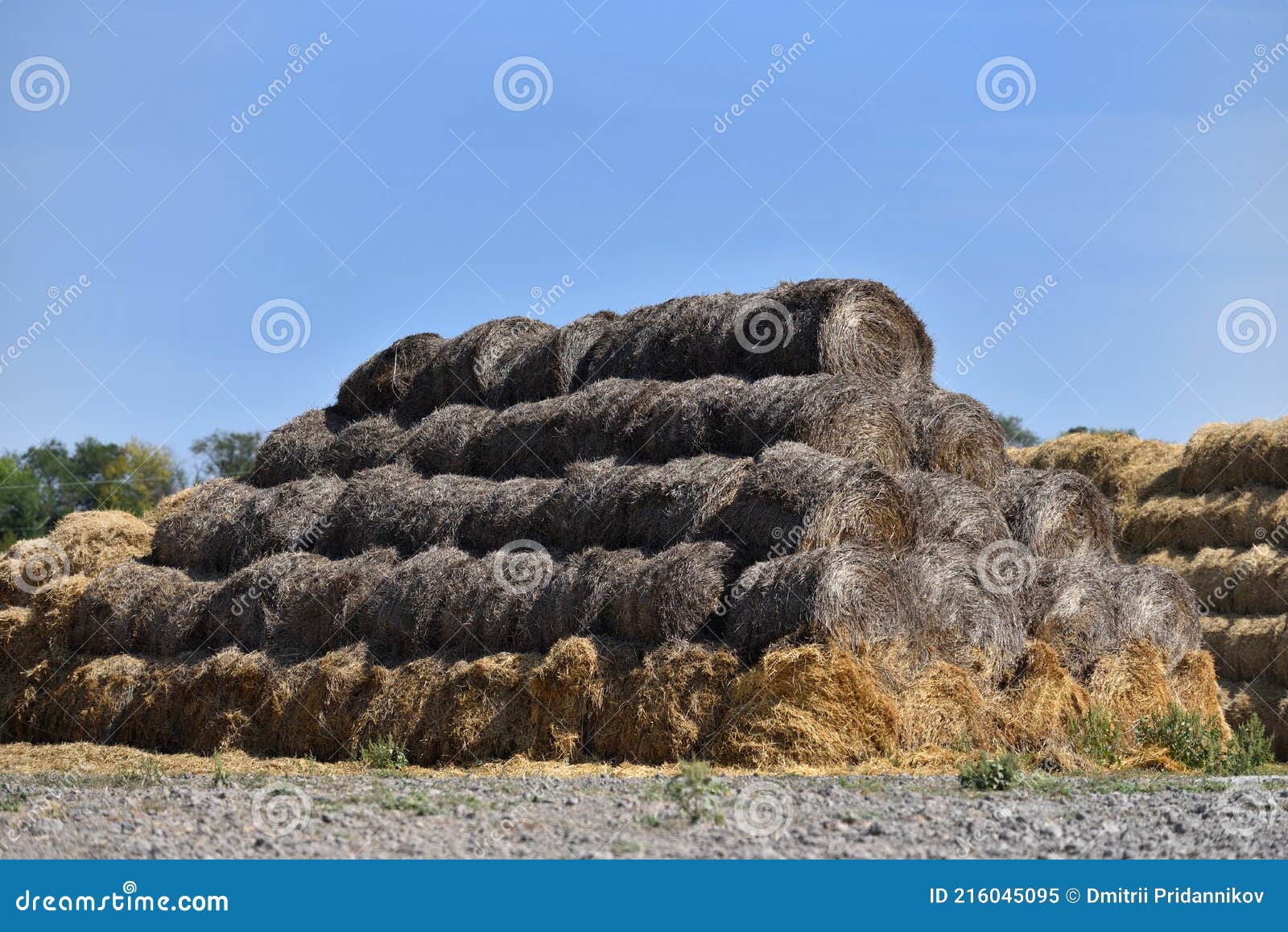 Big Haystack from Old and Not Fresh Round Bales Laid in the Form of a ...