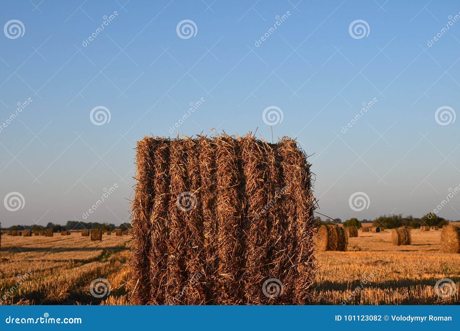 Field with big haystacks stock photo. Image of corn - 101123082