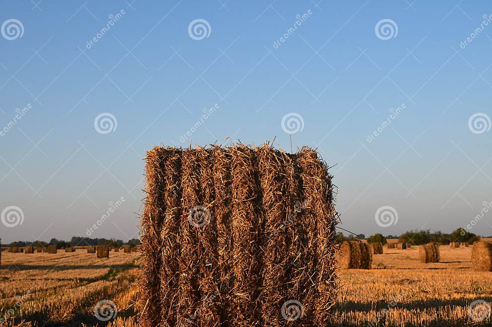 Field with big haystacks stock photo. Image of corn - 101123082